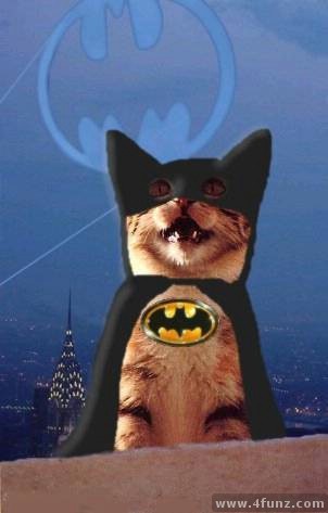 batman cat » Generation déguisement
